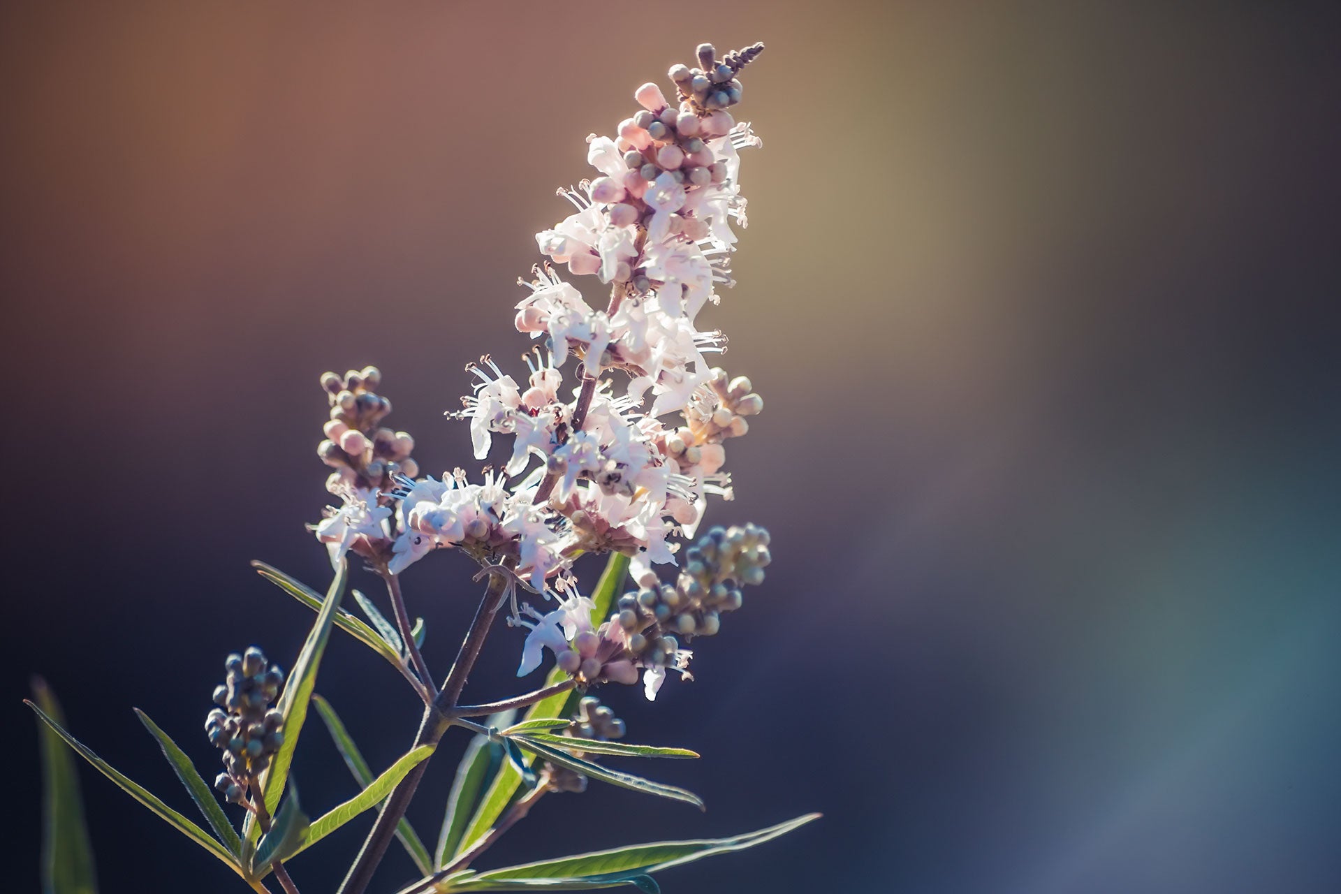 PCOS & Chasteberry | PCOS Mom